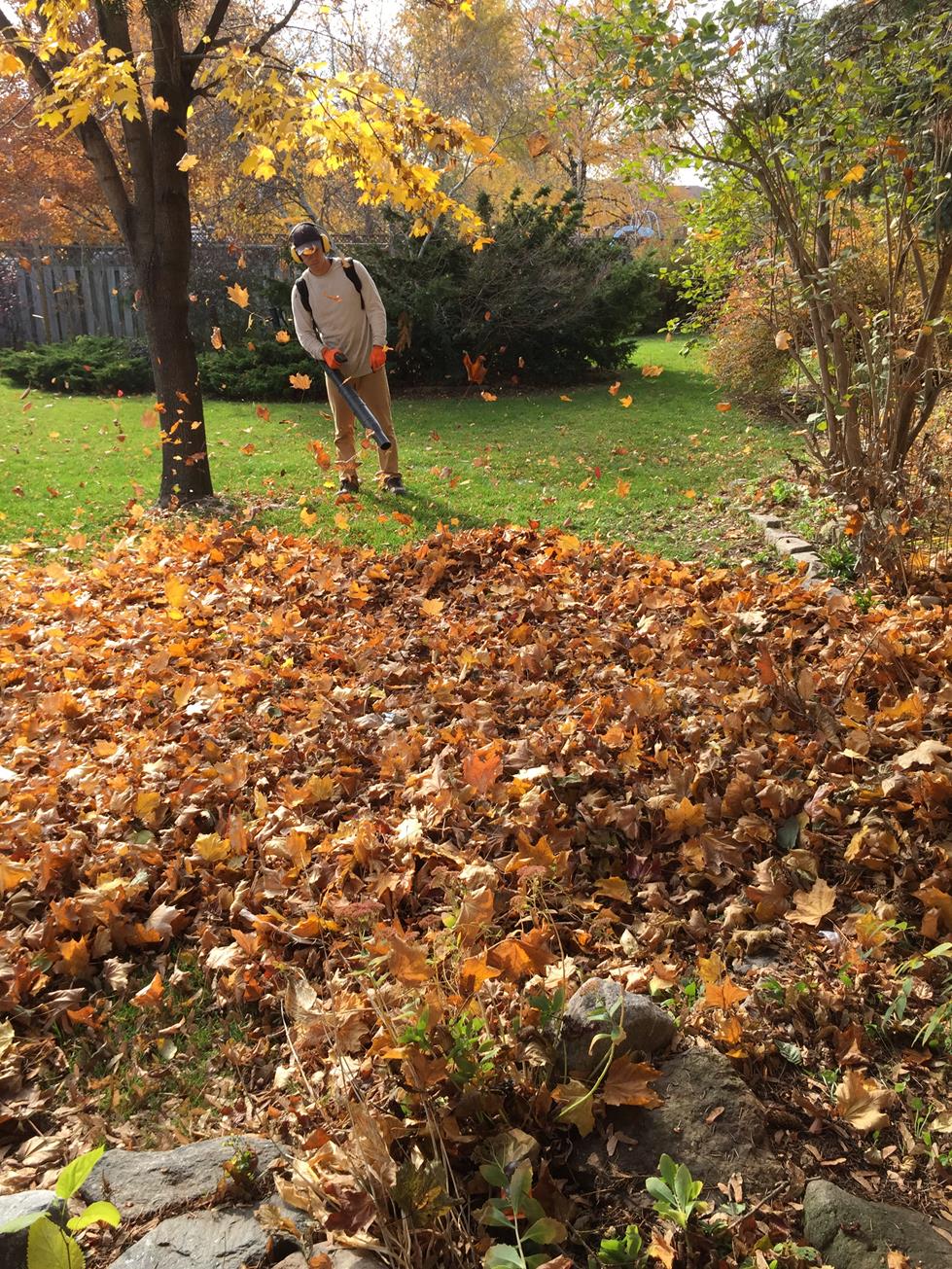Yard Clean-Up Services Near You | Spring & Fall Cleanup